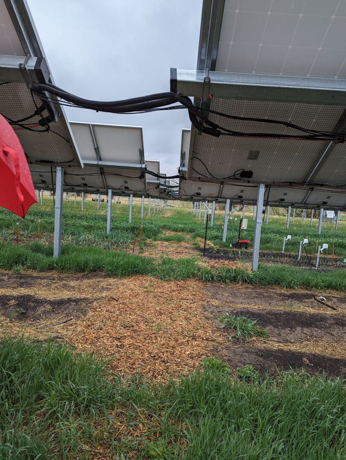 Jack’s Solar Garden: An Agrivoltaics Project We Love - Exact Solar