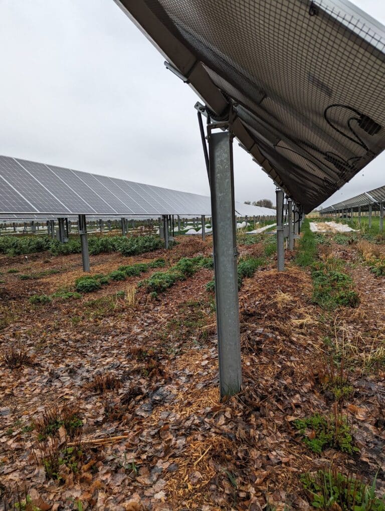 Jack’s Solar Garden: An Agrivoltaics Project We Love - Exact Solar