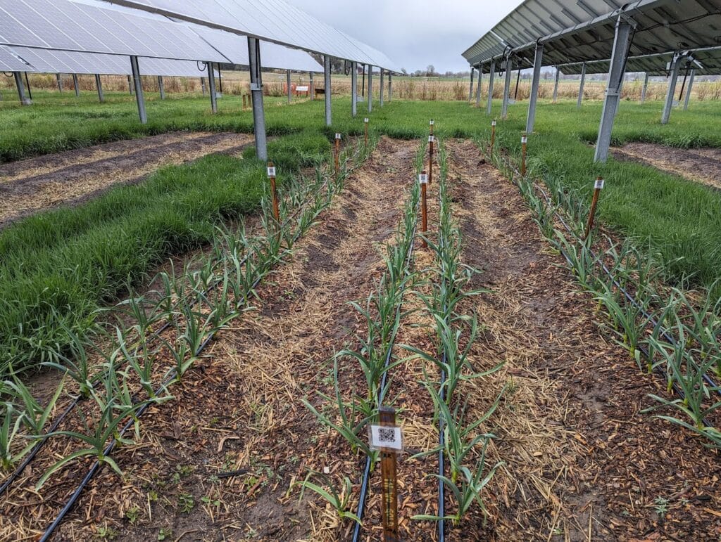 Jack’s Solar Garden: An Agrivoltaics Project We Love - Exact Solar